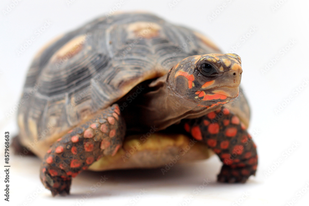 Cute small baby Red-foot Tortoise in the nature,The red-footed tortoise ...