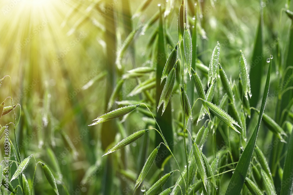 Young green oats on the field in rainy weather. Raindrops on the stalks ...