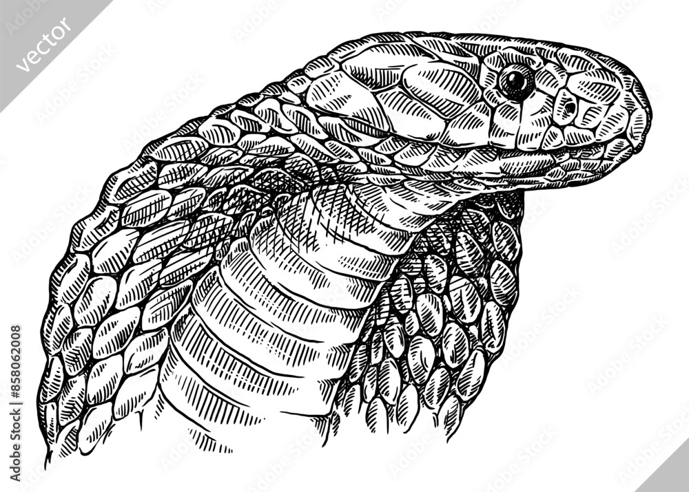 Vintage engraving isolated snake set illustration serpent ink sketch ...