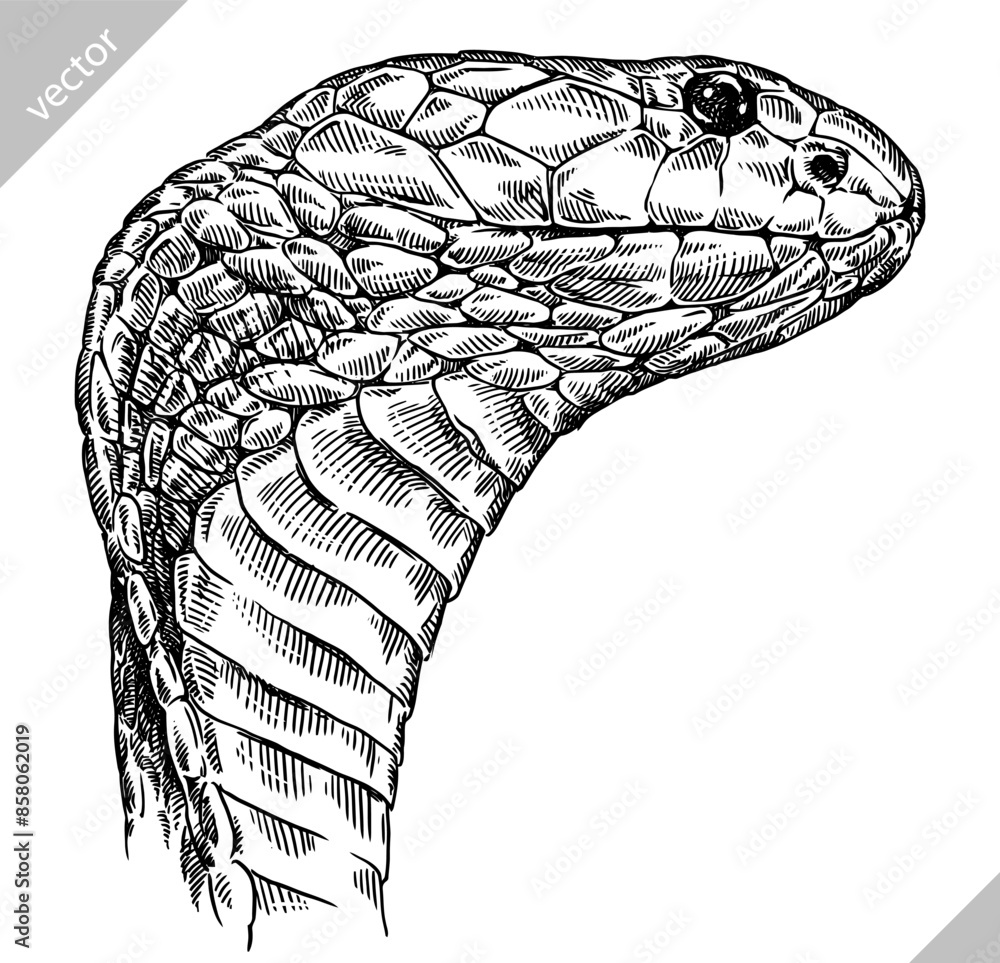 Vintage engraving isolated snake set illustration serpent ink sketch ...