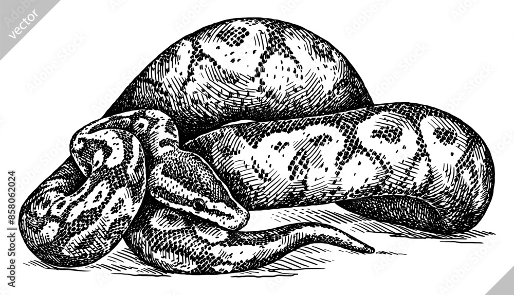 Vintage engraving isolated snake set illustration serpent ink sketch ...