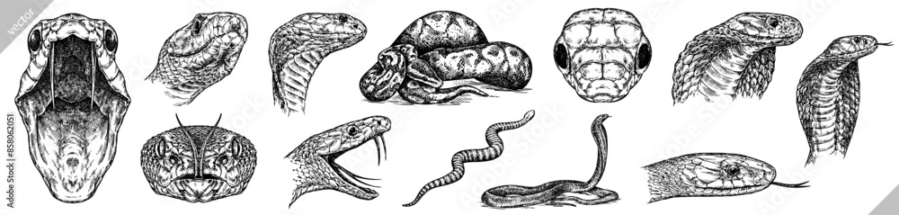 Vintage engraving isolated snake set illustration serpent ink sketch ...