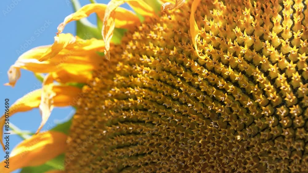 Golden ratio in sunflower ensures most uniform distribution of seeds in ...
