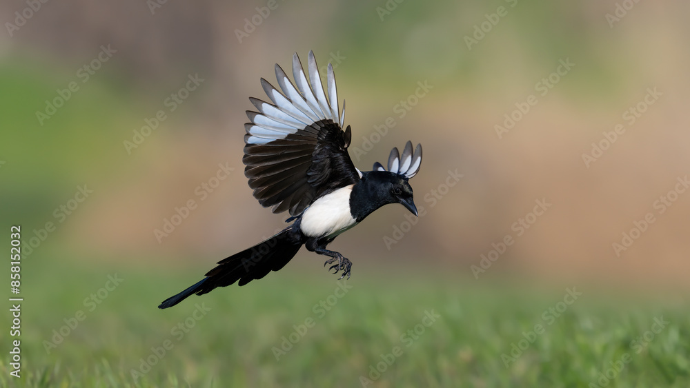 Magpie is a genus that includes long-tailed bird species from the ...