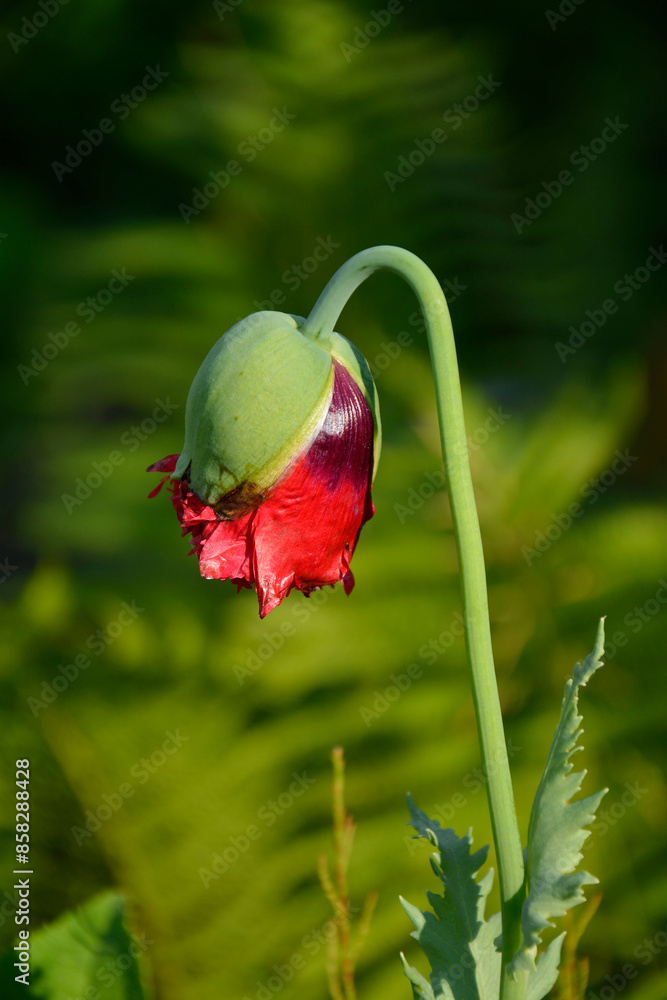 pąk kwiatowty maku ogrodowego, Papaver somniferum, czerwony mak ...