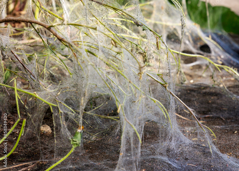 The tree is covered in cobwebs to the ground due to infestation with ...