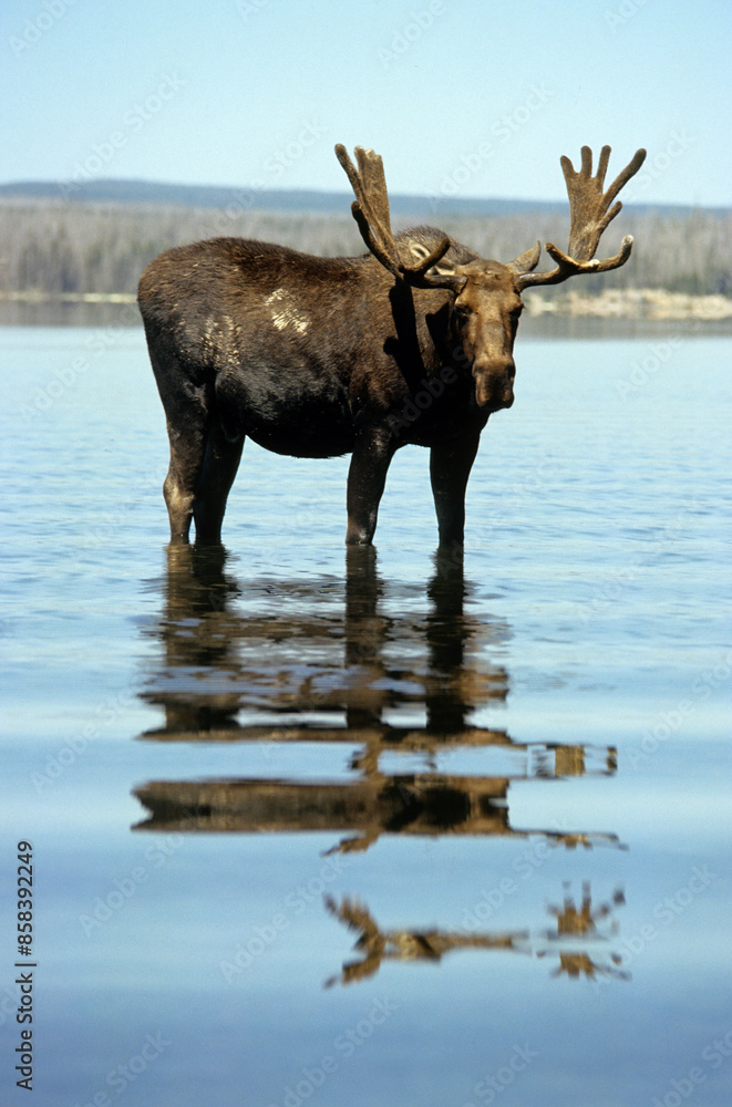 Elan d'Amerique, Orignal, Alces alces, Parc national du Yellowstone, U ...