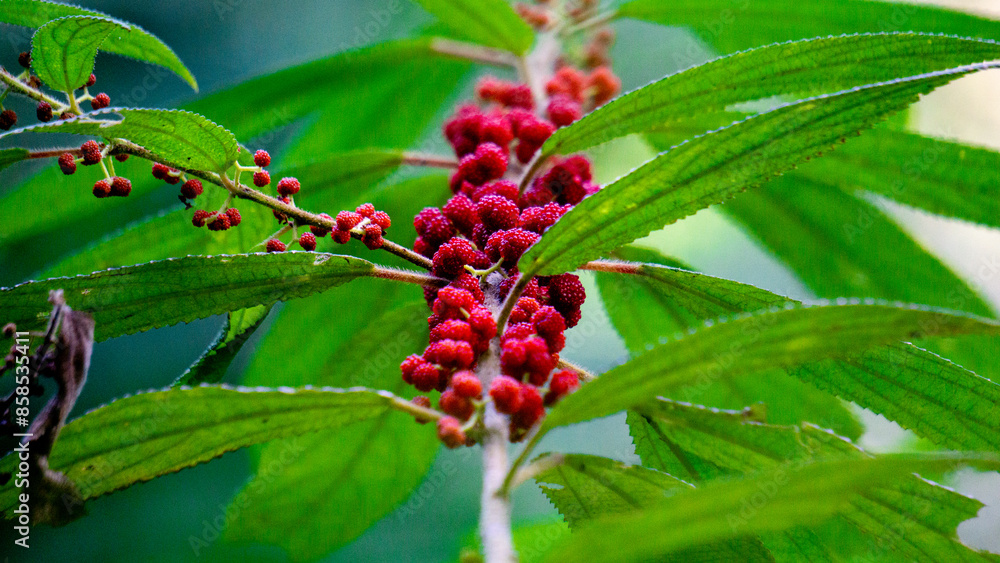 Debregeasia longifolia, Orange Wild Rhea, Haikaeng Thing, Totongoan. We ...
