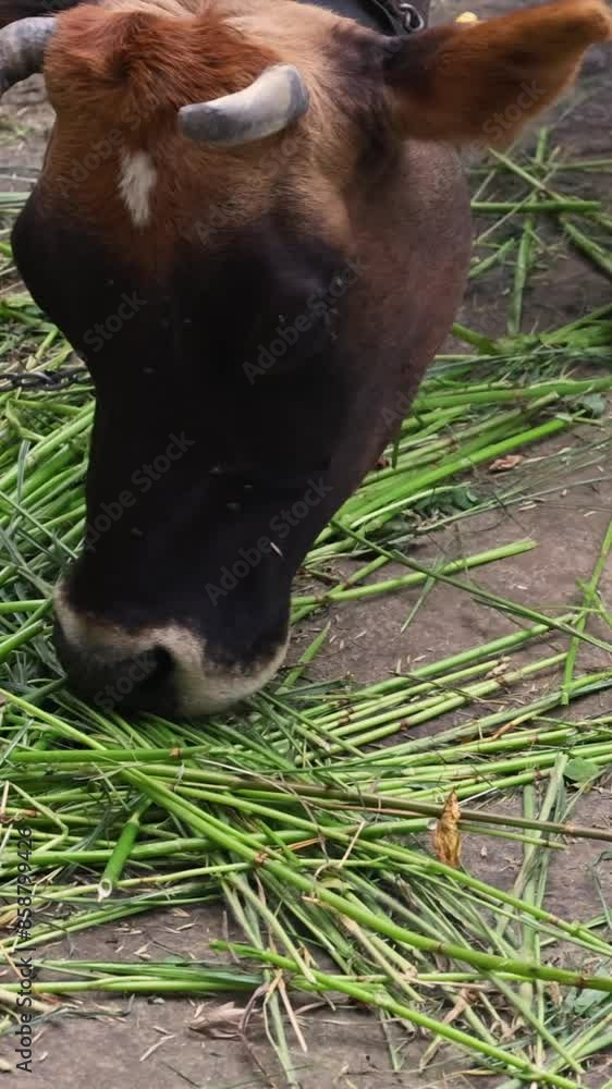 A cow is tied with an iron chain, eating grass from a concrete floor. A ...