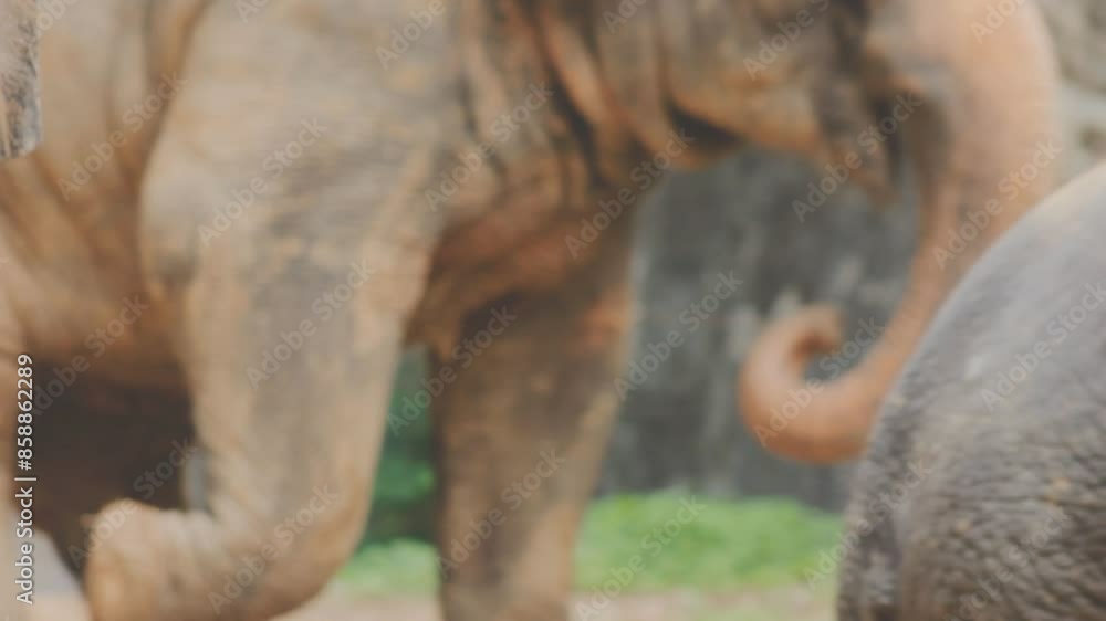 Two large land mammals, Asian elephants, elephas maximus standing side ...