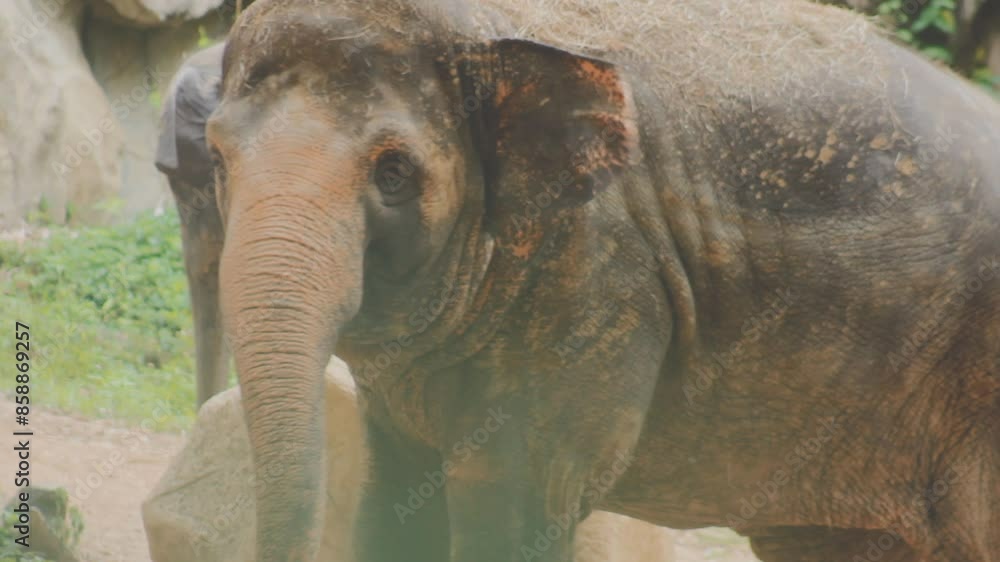 Two large land mammals, Asian elephants, elephas maximus standing side ...