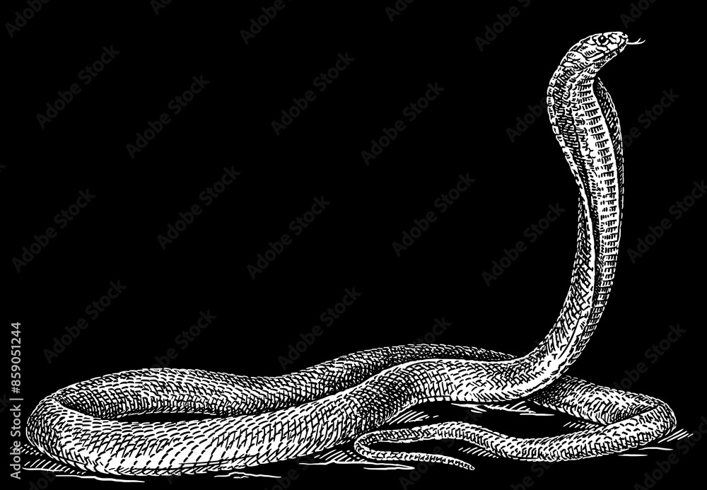 Vintage engraving isolated snake set illustration serpent ink sketch ...