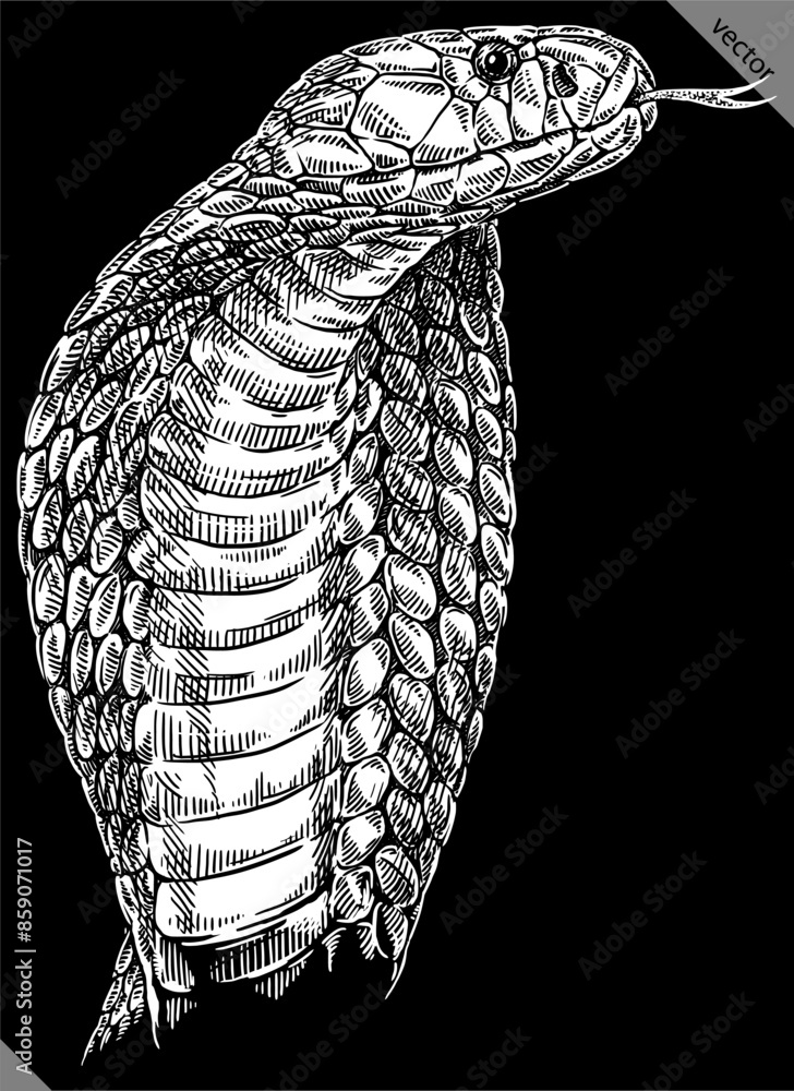 Vintage engraving isolated snake set illustration serpent ink sketch ...