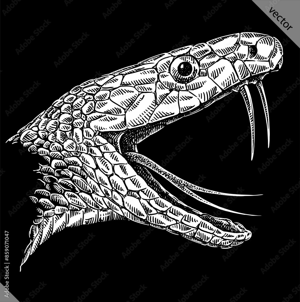 Vintage engraving isolated snake set illustration serpent ink sketch ...