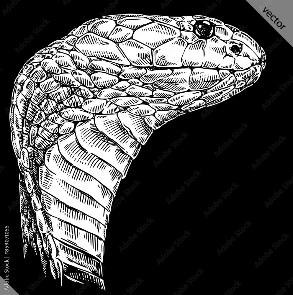 Vintage engraving isolated snake set illustration serpent ink sketch ...