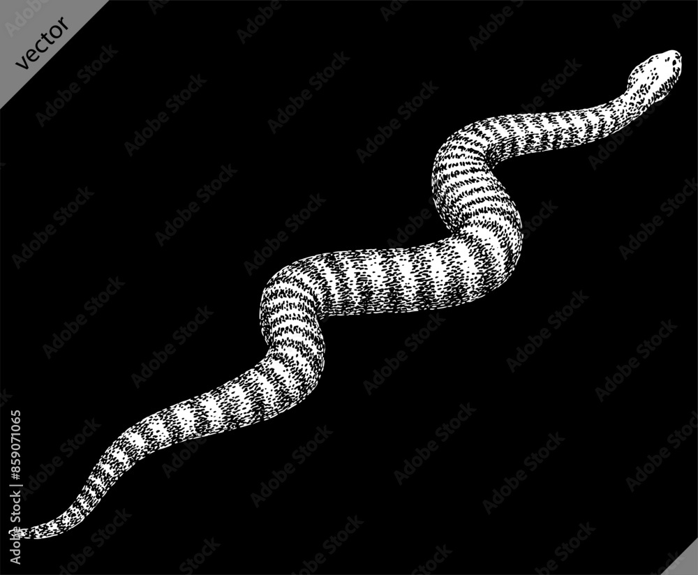 Vintage engraving isolated snake set illustration serpent ink sketch ...