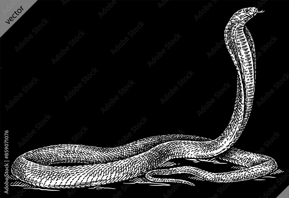 Vintage engraving isolated snake set illustration serpent ink sketch ...