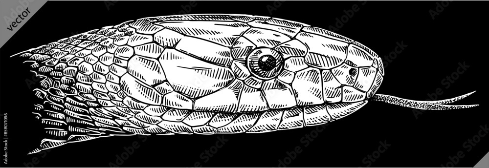 Vintage engraving isolated snake set illustration serpent ink sketch ...