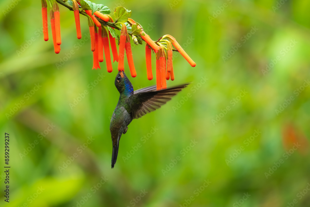 Wildlife from tropic nature. Hummingbird with flower. Rufous-gaped ...