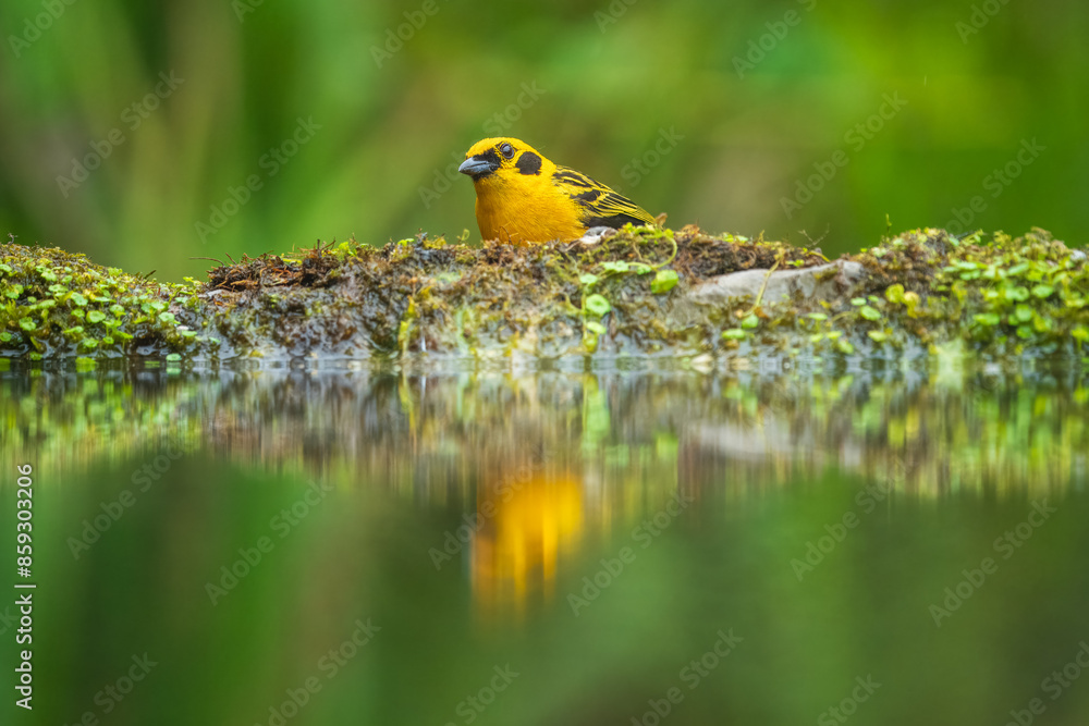 Golden Tanager - Tangara arthus, Small tanager found in Andean ...