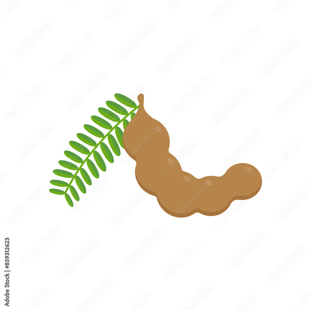 tamarind flat design vector illustration isolated on white background ...