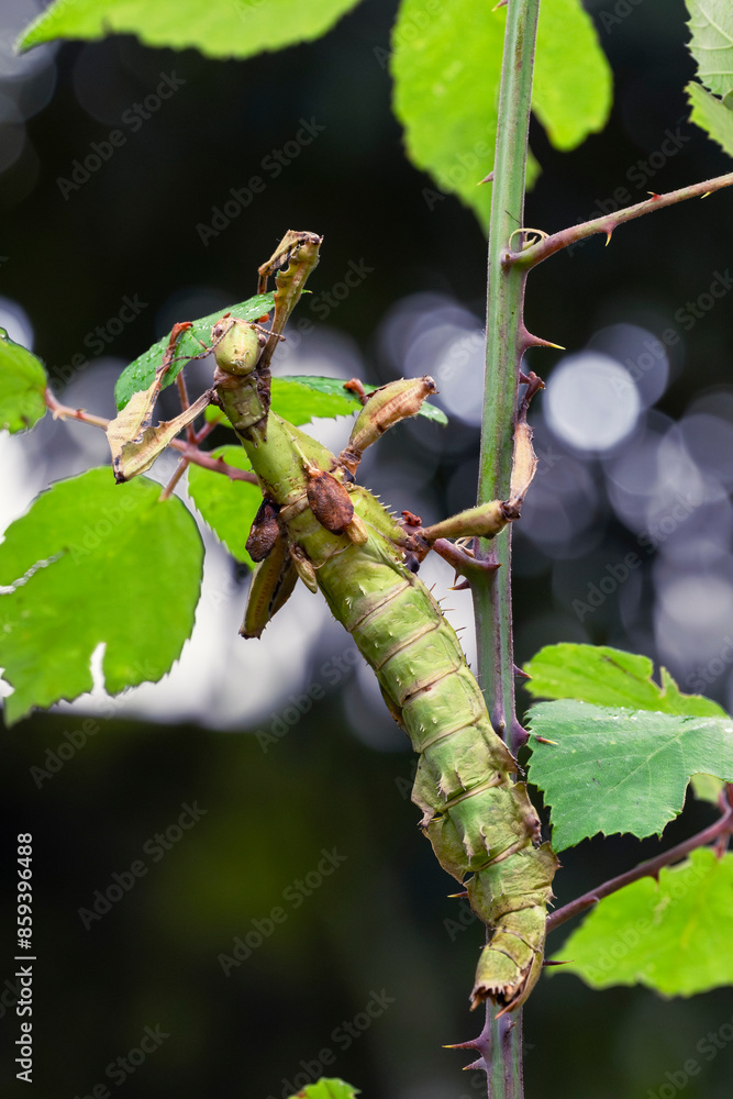 Female extatosoma tiaratum or spiny leaf insect or giant prickly stick insect or Macleay's ...