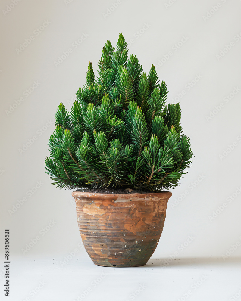 Ancient monkey puzzle tree with spiky, scale-like leaves in a large ...