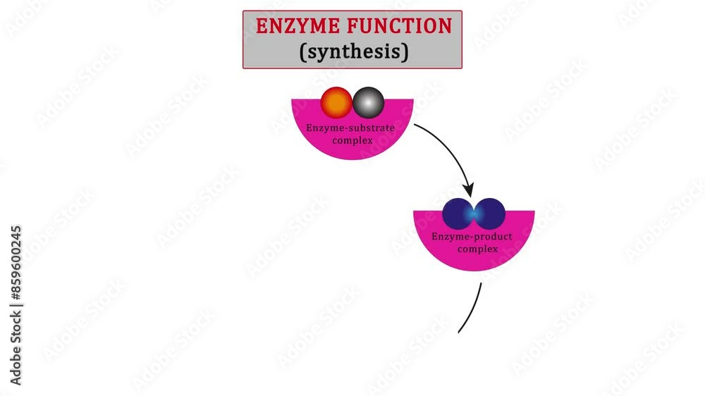 enzymatic function. synthesis. substrate, product, enzyme-product ...