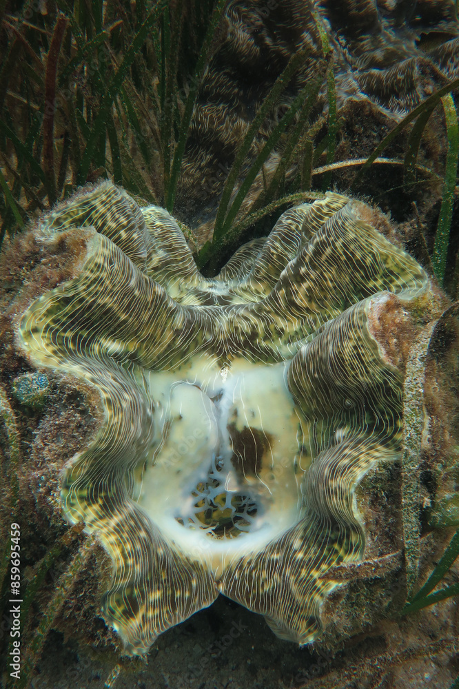 Giant clam in the underwater sea grass of tropical sea in Indonesian ...