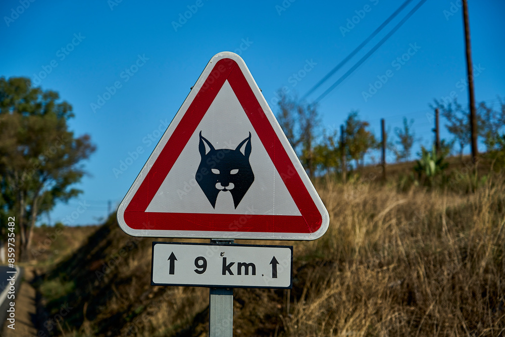 red and white road warning sign of Iberian Lynx, Lynx pardinus, a Wild ...
