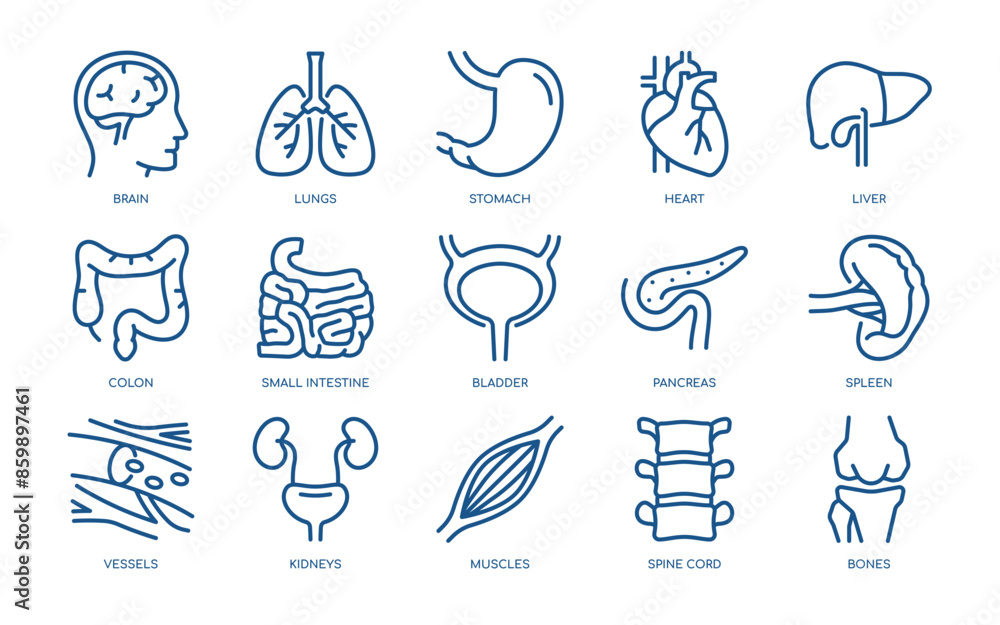 Human Organs Vector Icons Set. Detailed Anatomy Illustrations of Brain ...