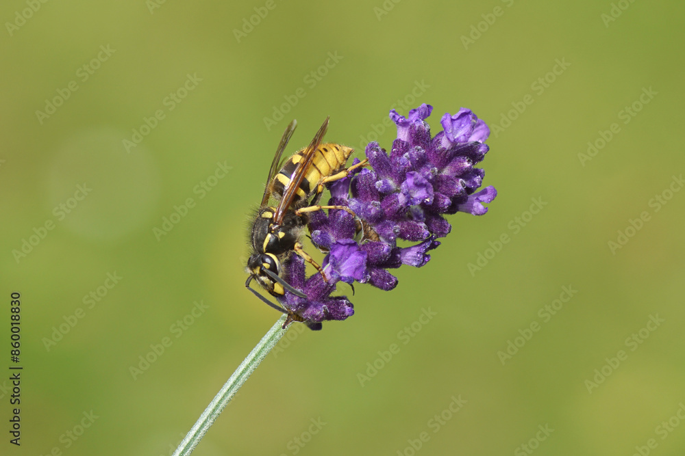 Common wasp (Vespula vulgaris) of the family Vespidae). On flowers of ...