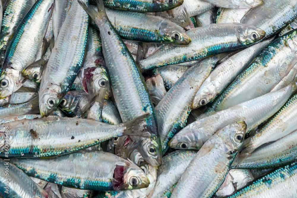 Fresh varieties of sea food meat like fishes, crabs, shrimp, prawns ...