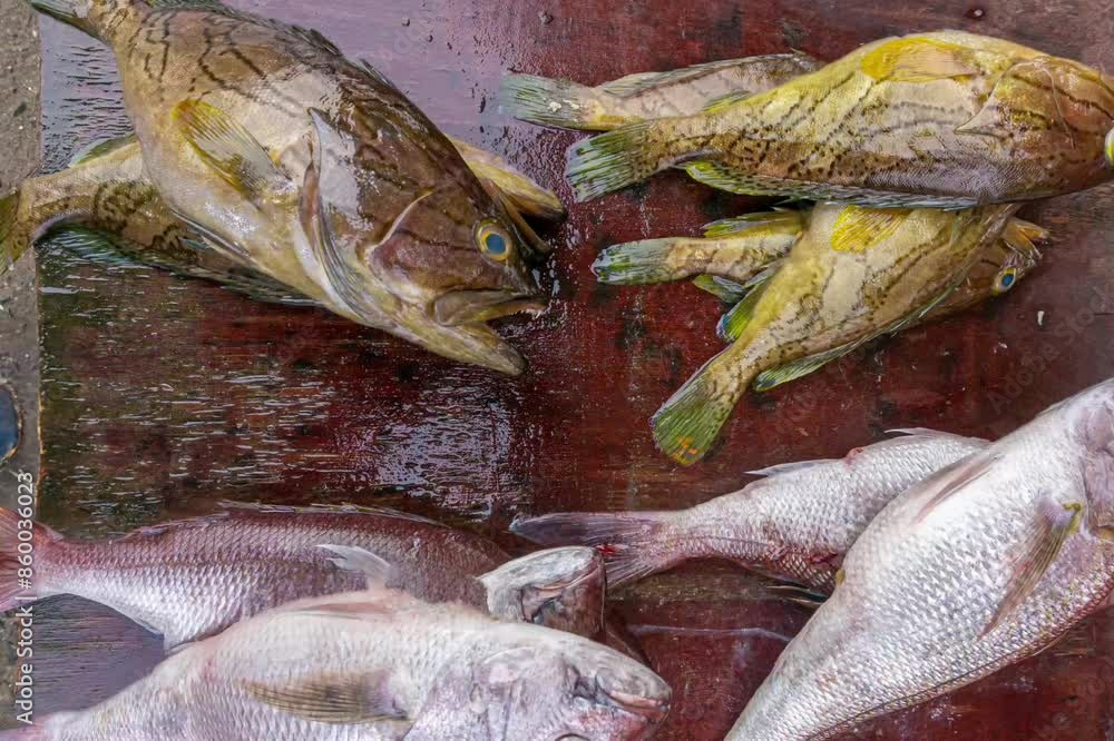 Fresh varieties of sea food meat like fishes, crabs, shrimp, prawns ...