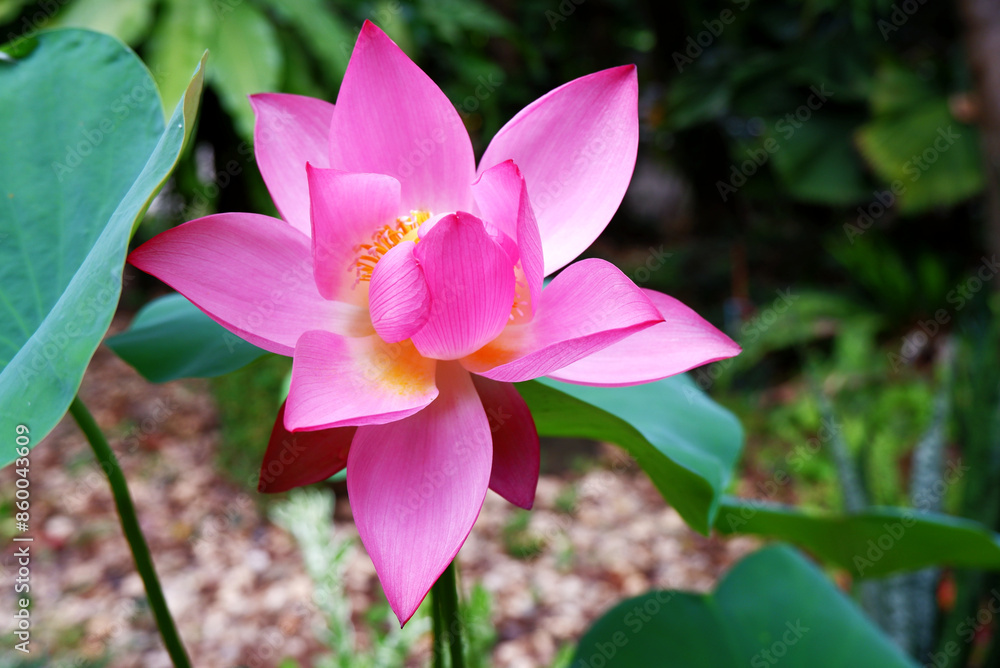 Lotus flower and green leaf background. Close-up pink lotus blooming ...