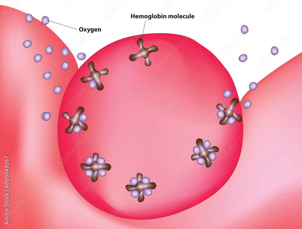 How is oxygen transported in the body (Haemoglobin molecules inside red ...
