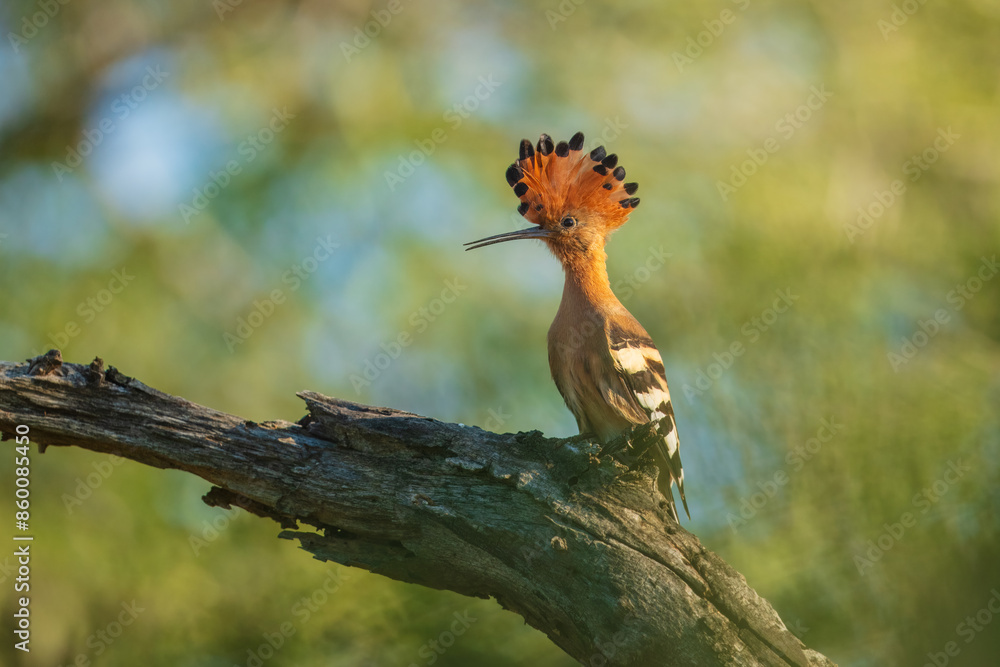 Eurasian Hoopoe or Common hoopoe (Upupa epops), Hoopoe with a loose ...