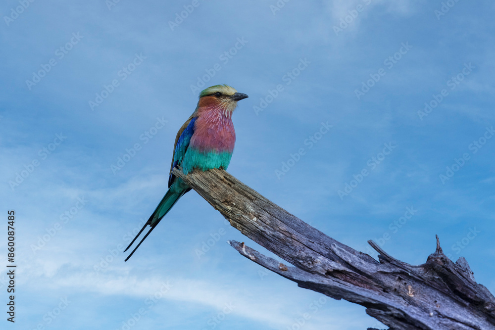 Closeup and portrait of bird , The Indian roller is a bird of the ...