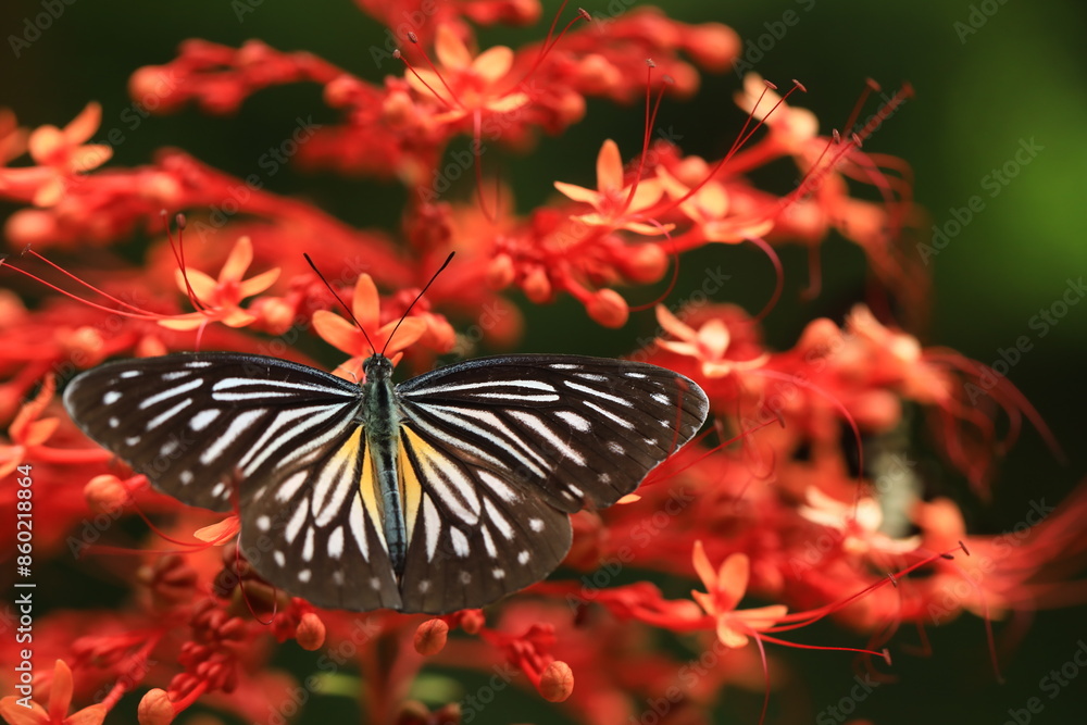 A female Common Wanderer butterfly (Pareronia Valeria) sucks nectar ...
