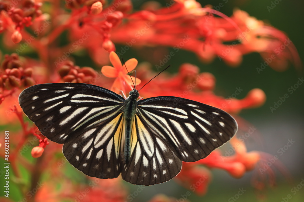 A female Common Wanderer butterfly (Pareronia Valeria) sucks nectar ...