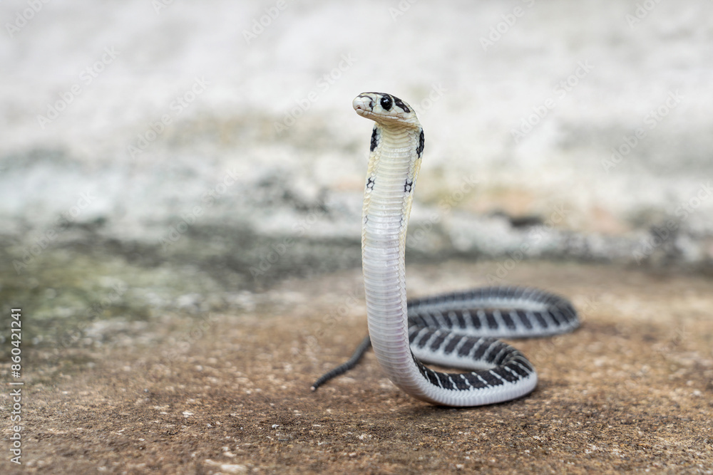 King of snakes. Baby king cobra snake - Ophiophagus hannah from the ...