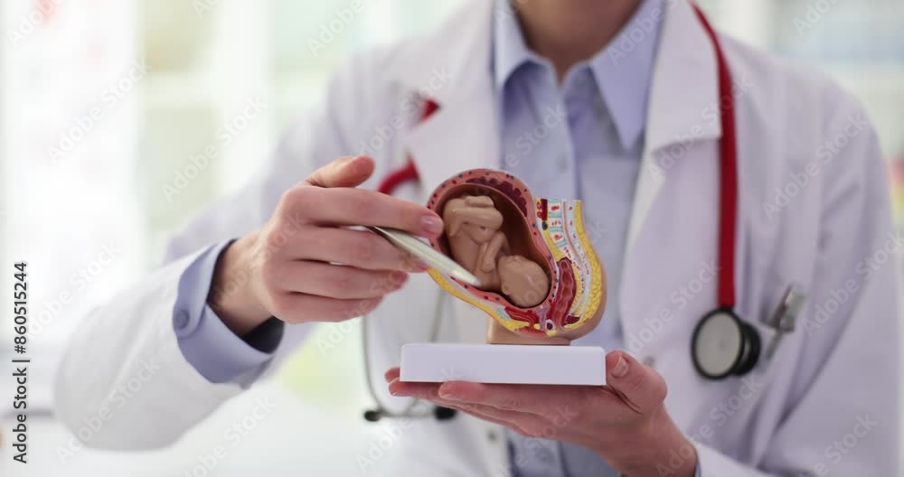 Vidéo Stock Gynecologist puts fetus into womb pointing pen to details ...