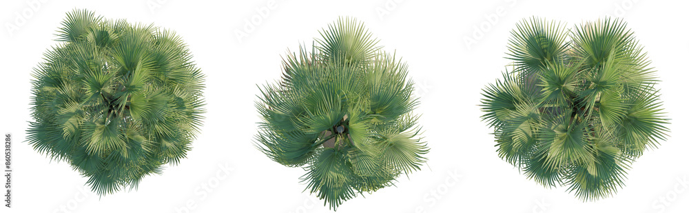 Washingtonia filifera tree plan top view 4k png cutout isolate Stock ...