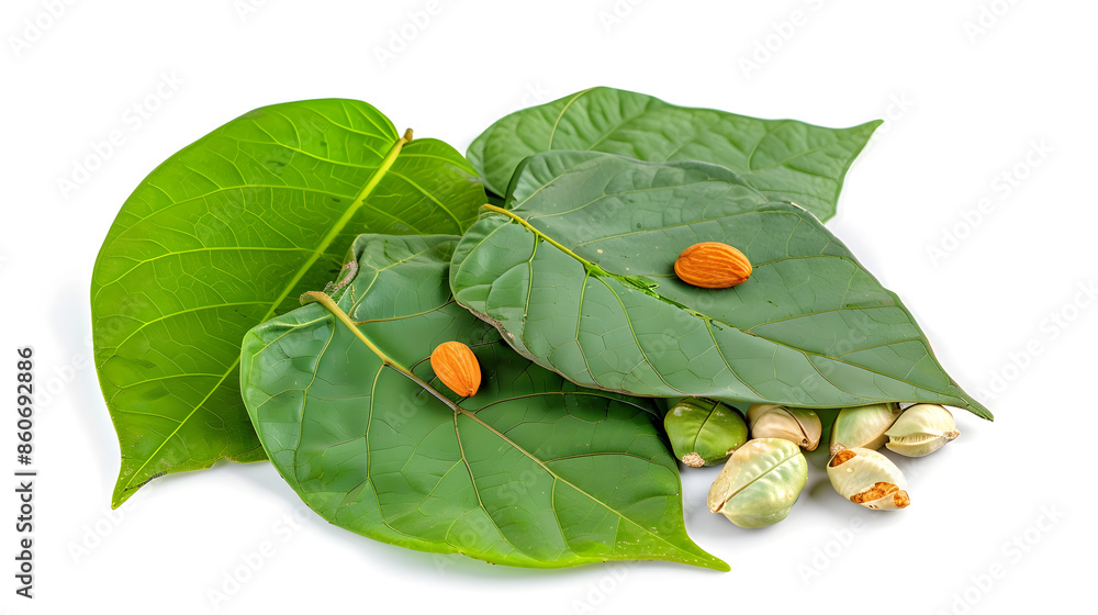 Green betel leaf and nuts isolated on the white background religious ...