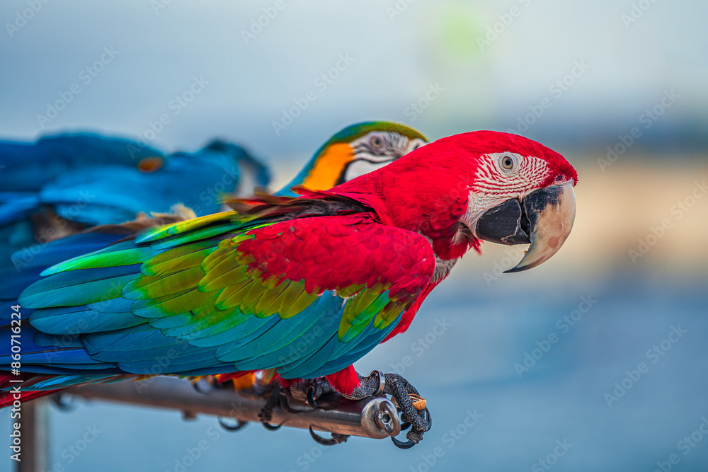 Macaws are a type of parrot with beautiful, colorful feathers. They are ...