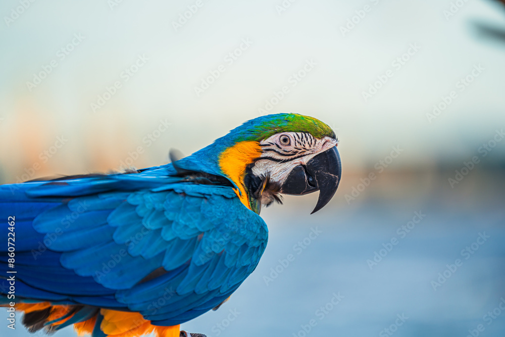 Macaws are a type of parrot with beautiful, colorful feathers. They are ...
