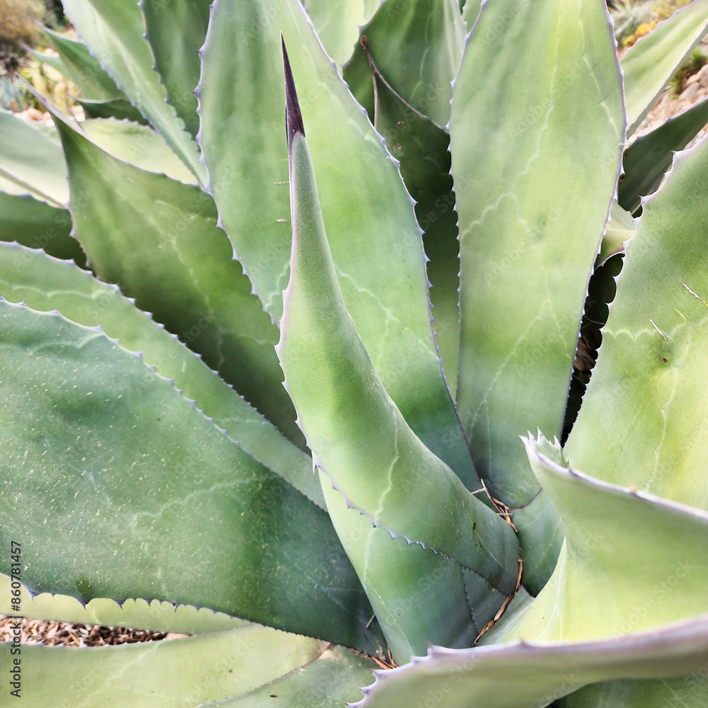 Large leaf bud of a giant Agave with a black spine at the tip. Close up ...