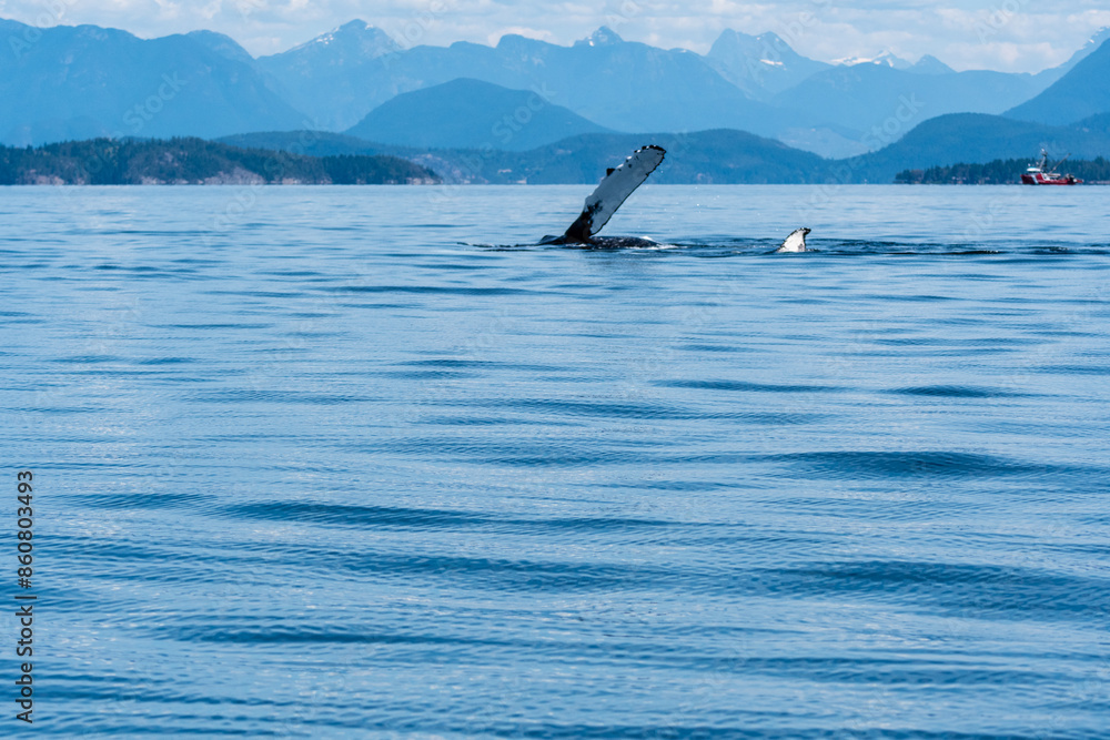 Humpback Whale Rolls A humpback whale, lunge feeding in the waters of ...