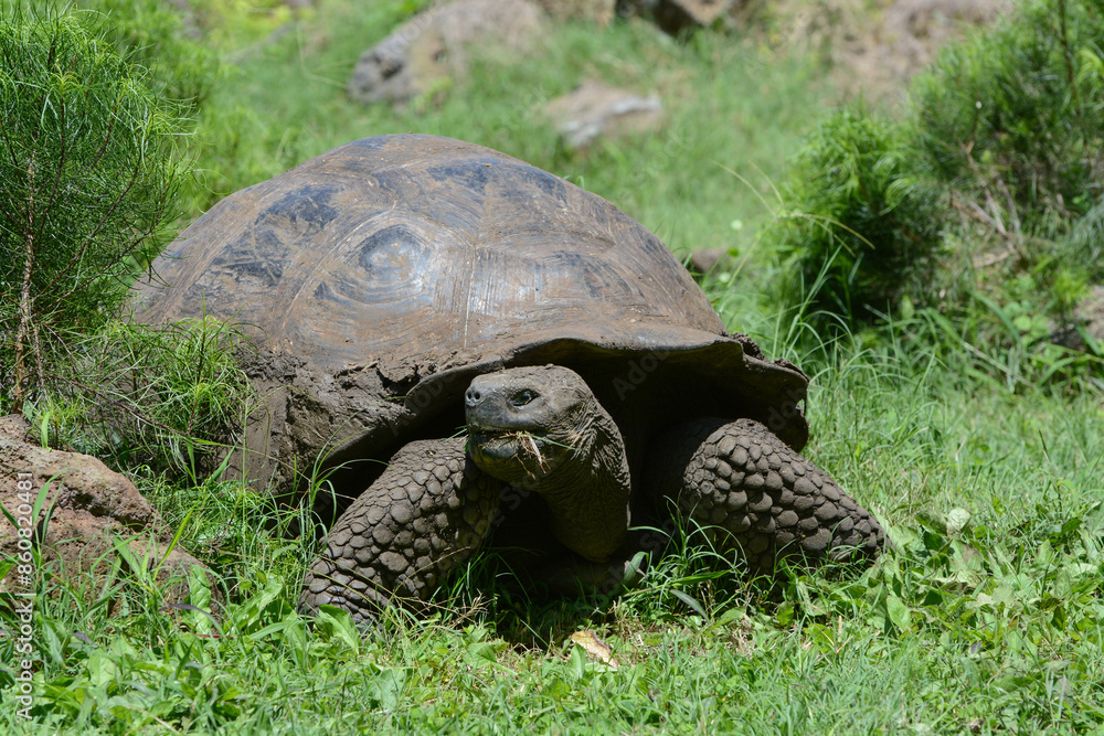 Western Santa Cruz Giant Tortoise (Chelonoidis niger porteri) eating ...