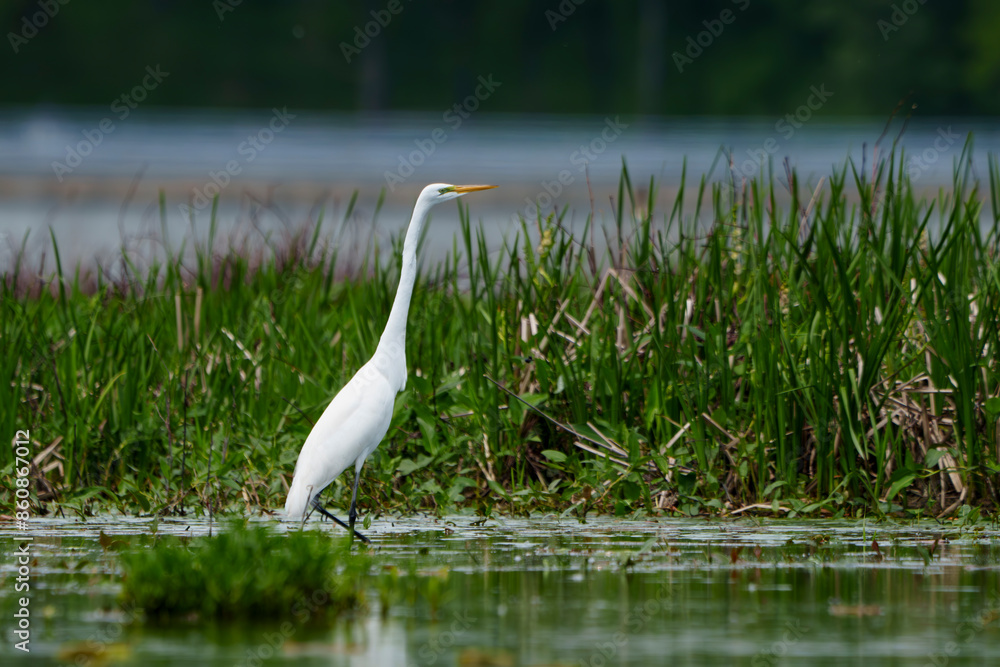 Graceful Great White Egret (Adrea Alba) fishing and scouring the water ...